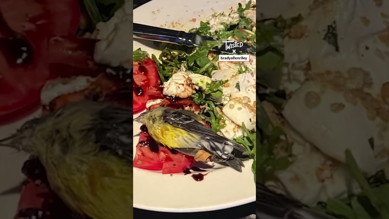 A bird crashed into a window and landed on my plate 😭 - pravdany.com